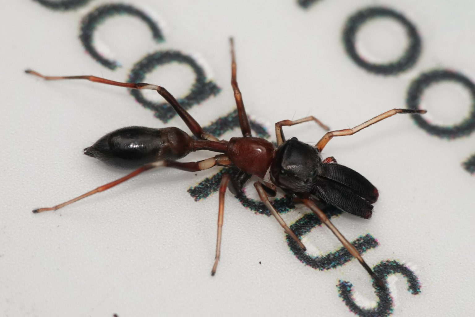 Bicolor Ant-Mimicking Jumping Spider Myrmarachne melanocephala - Bird ...