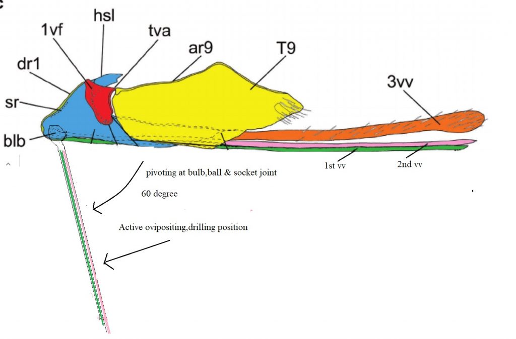 Parasitoid wasps 3: drilling with ovipositor that is 3 to 4 times its ...
