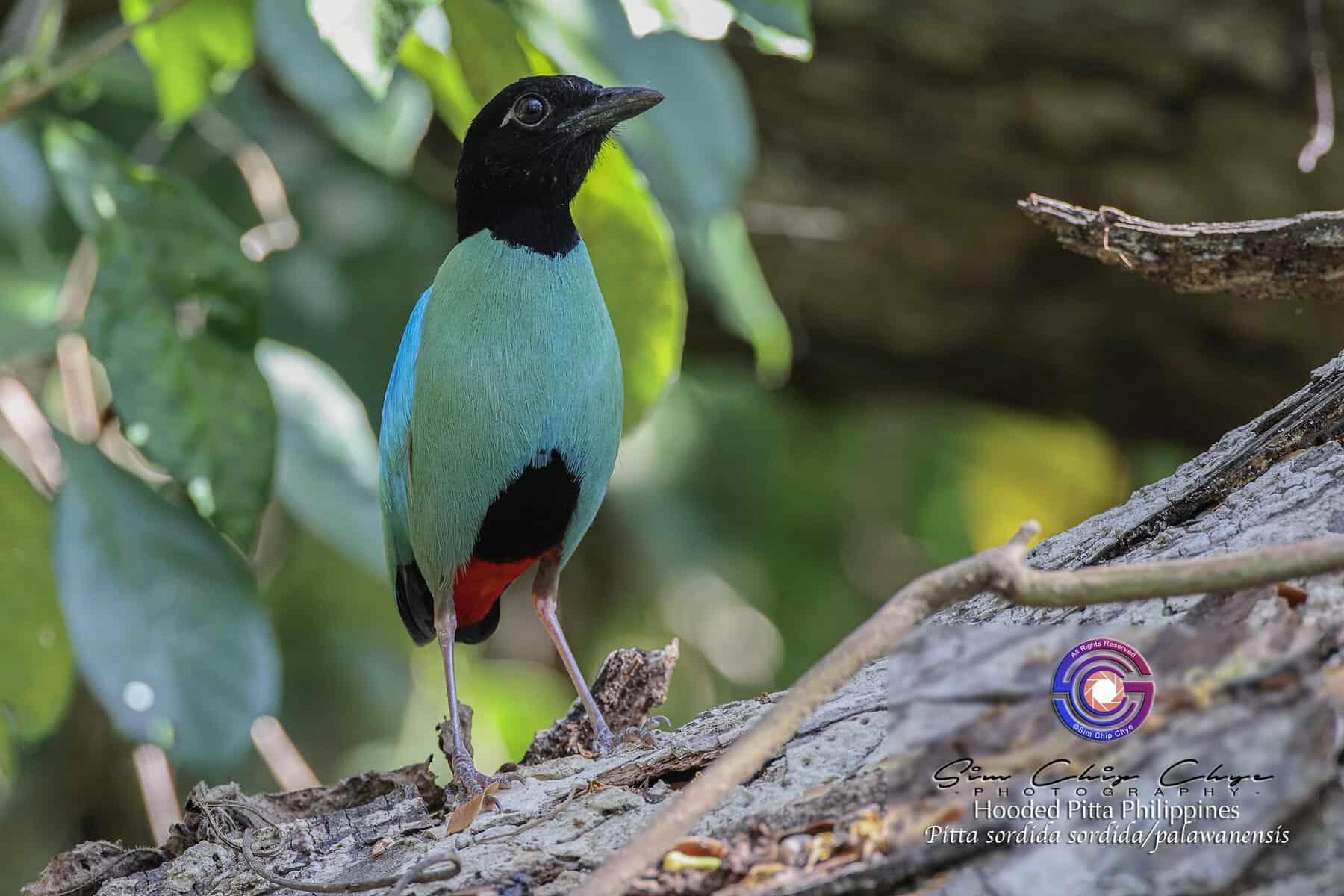 Pitta sordida palawanensis - Bird Ecology Study Group