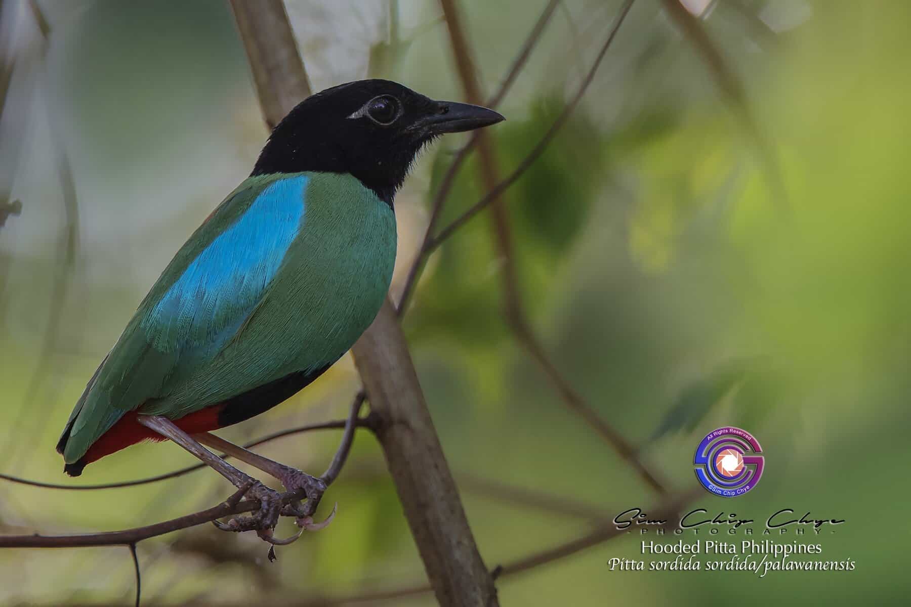 Pitta sordida palawanensis - Bird Ecology Study Group
