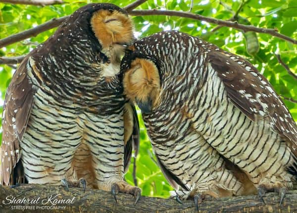 Spotted wood owl (Strix seloputo) family at Pasir Ris Park, Singapore ...