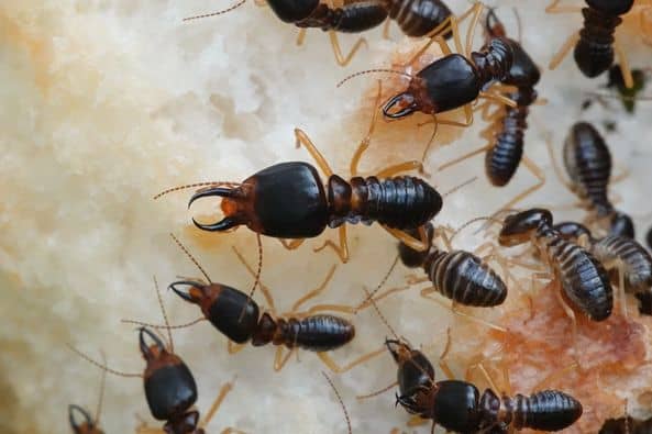 Fungus-growing termites (Macrotermes carbonarius) forage on bread ...