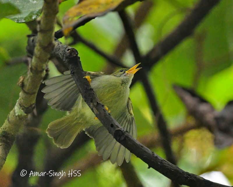 Food for Plain Sunbird Anthreptes simplex Juveniles - Bird Ecology ...