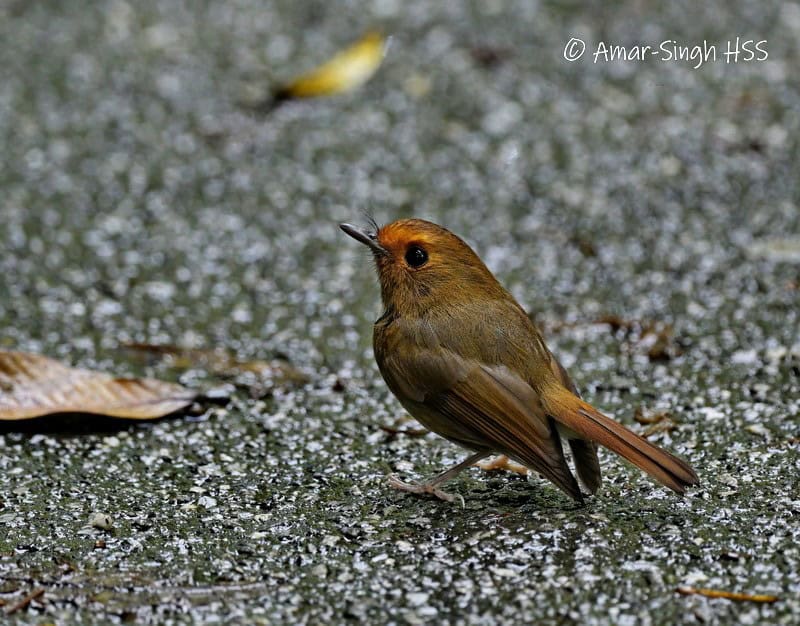 Rufous-browed Flycatcher (Anthipes solitaris malayana) Nesting - Bird Ecology Study Group